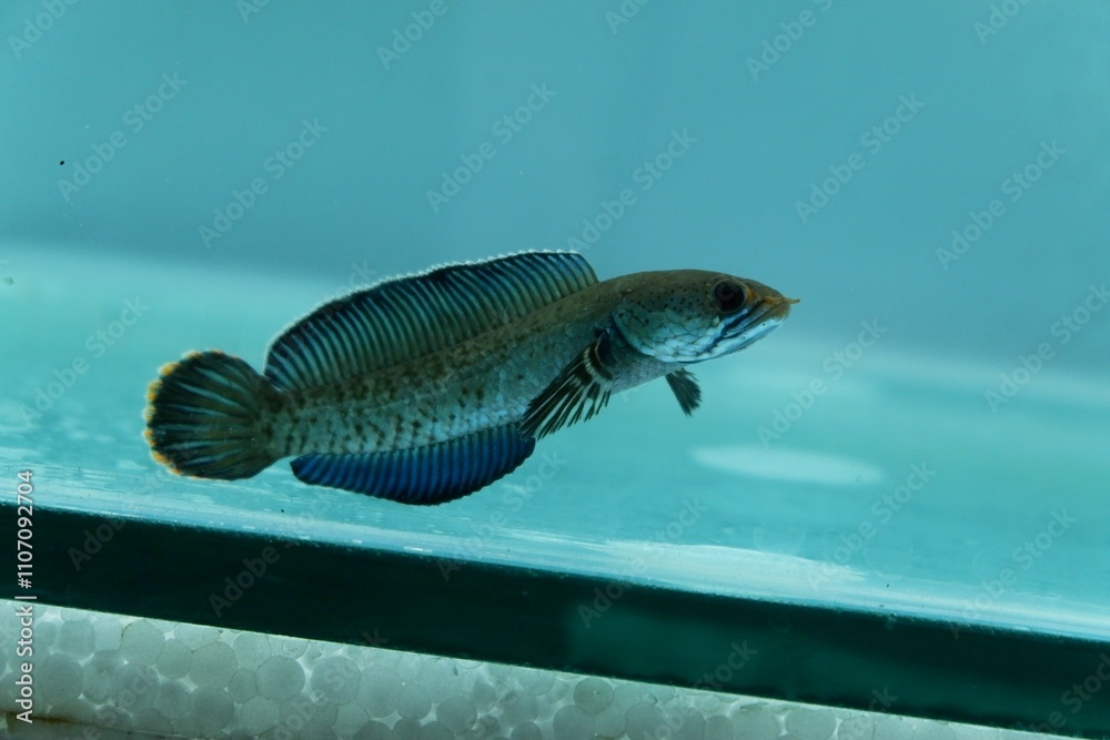 Channa Maru Yellow Sentarum, scientifically known as Channa marulioides ...