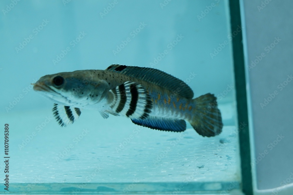 Channa Auranti snakehead fish. a predatory fish with a very beautiful ...