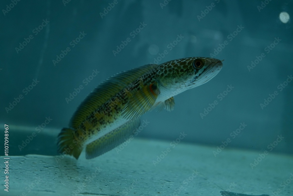 Channa Auranti snakehead fish. a predatory fish with a very beautiful ...