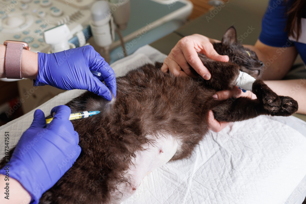 veterinarian doctor gives an injection to an animal cat, veterinarian ...