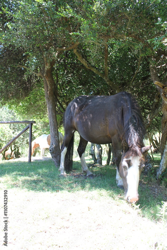 Hermosa familia de caballos descansando en tranquilo bosque natural con ...