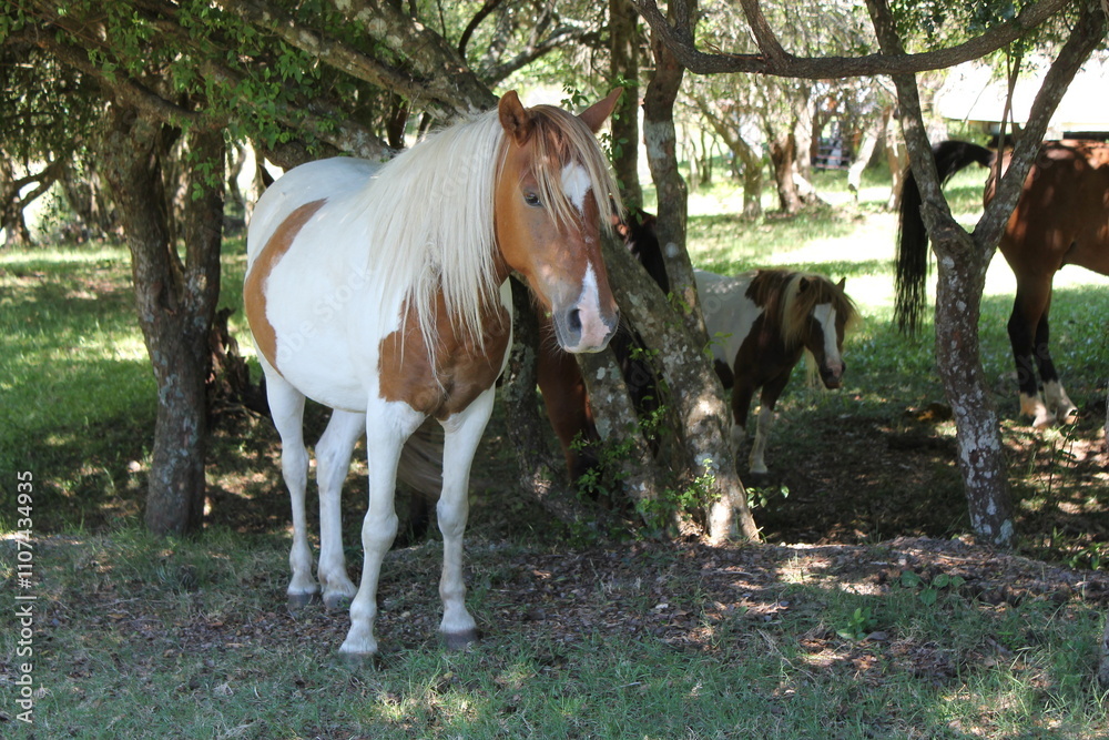 Hermosa familia de caballos descansando en tranquilo bosque natural con ...