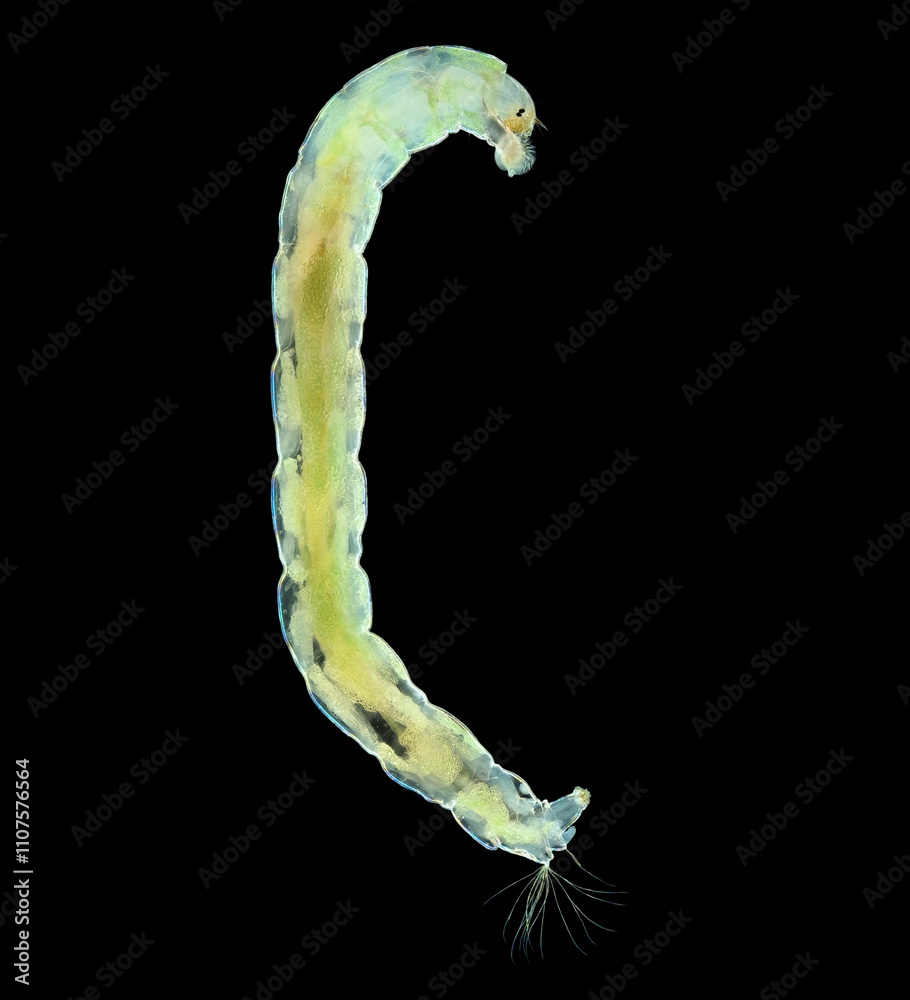 Chironomidae larva under a microscope, order Diptera. Visible jaw work ...
