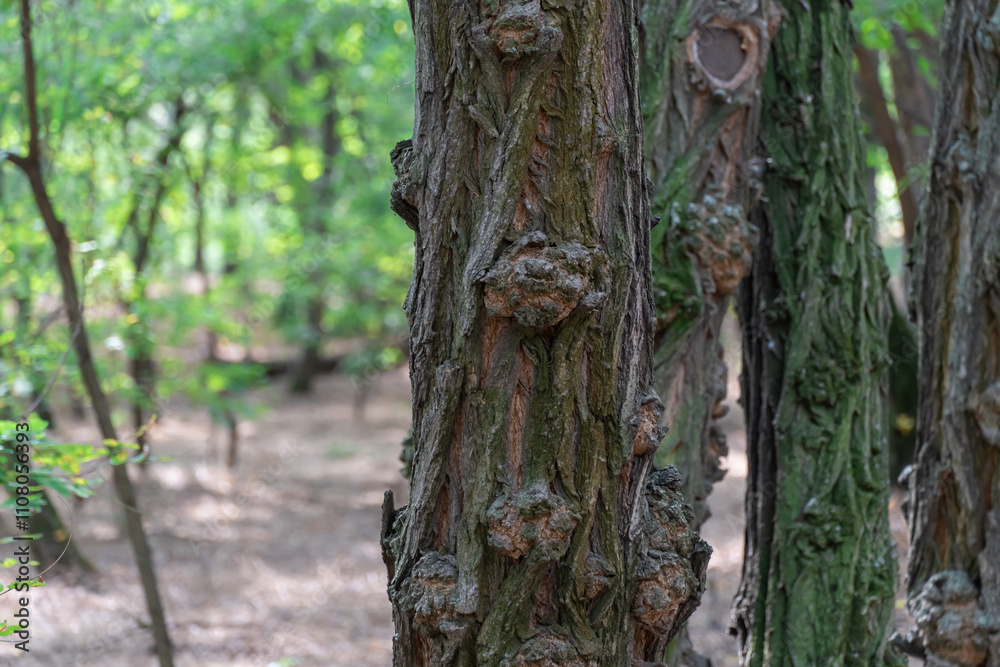 Suvel is spherical growth on tree in forest. Trunk with burls is ...