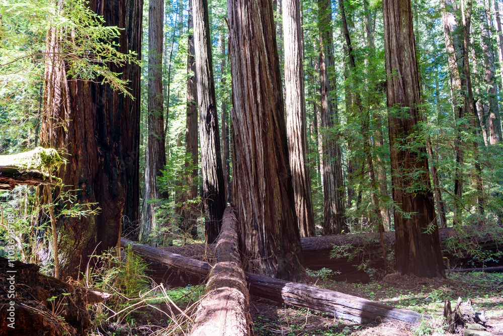 Hiking Through Wonder: Redwood National Park's Iconic Landscapes Stock ...