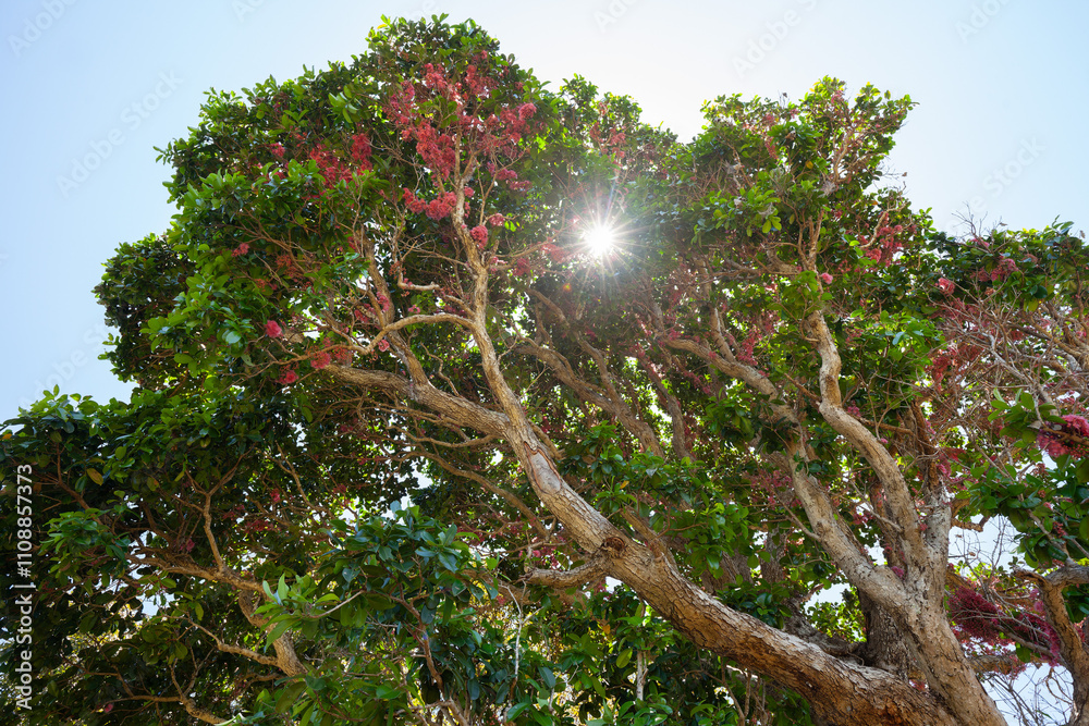 Coolamon Syzygium moorei tree or Watermelon Tree is endemic to Northern ...
