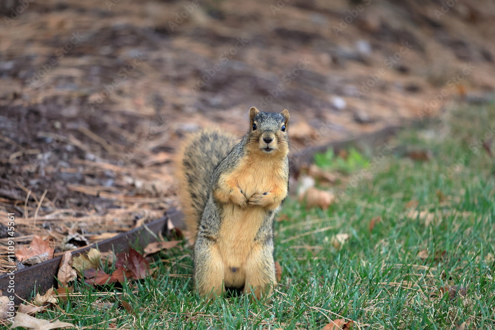 The fox squirrel (Sciurus niger), also known as the eastern fox ...