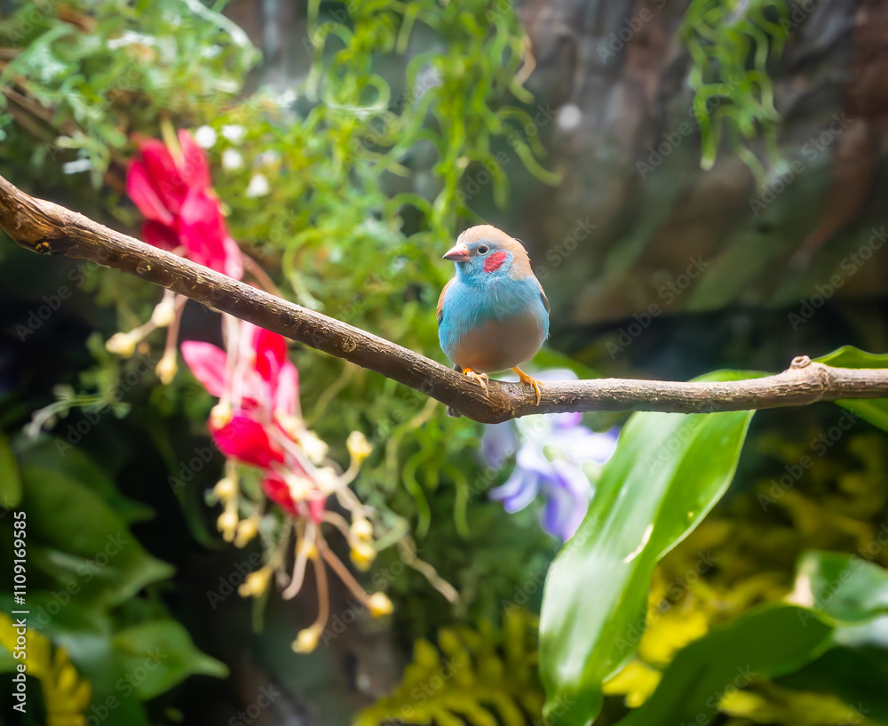 Red-cheeked Cordon-blue or Blue-capped finch at the zoo. Native to ...