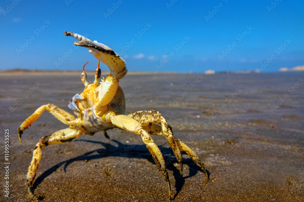 Foto de Stock Red Sea ghost crab (Ocypode saratan) in an attack pose on a photographer. Bright ...