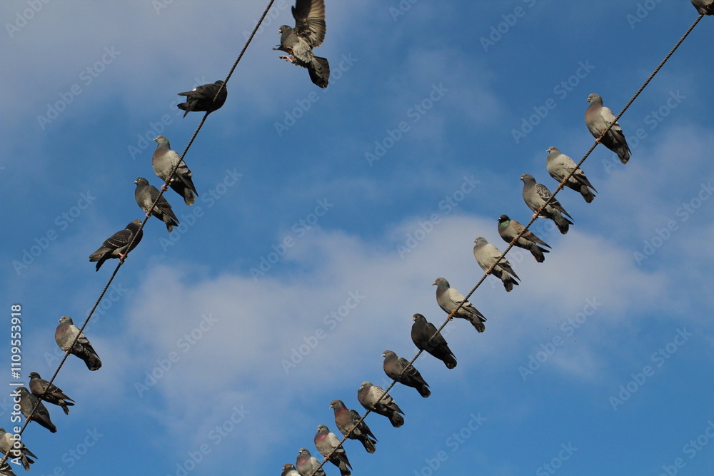 Group of pigeons sitting on the electric wires with blue sky background ...