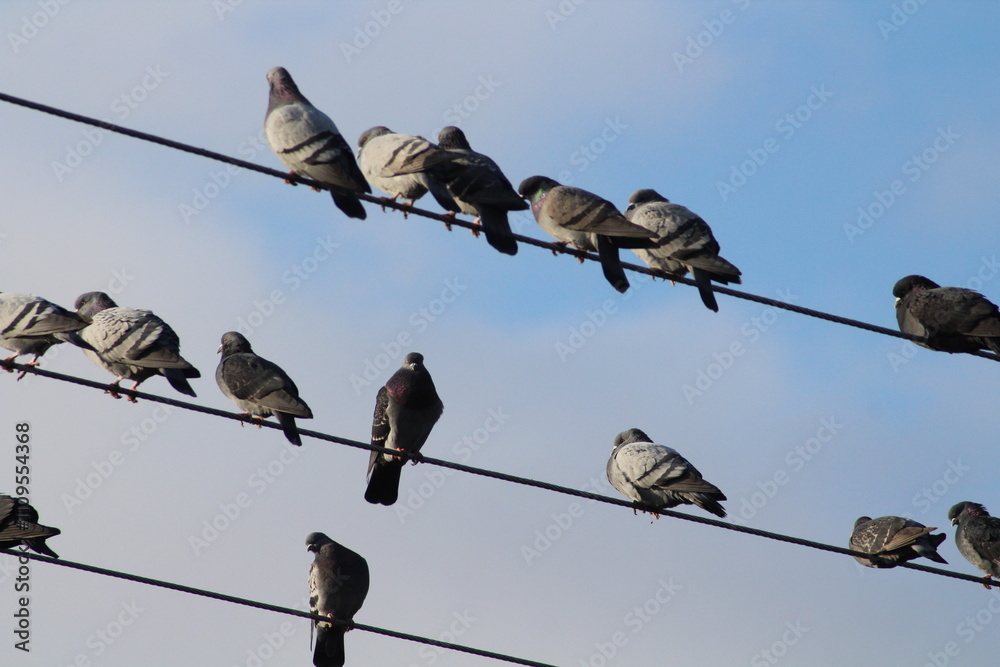 Group of pigeons sitting on the electric wires with blue sky background ...
