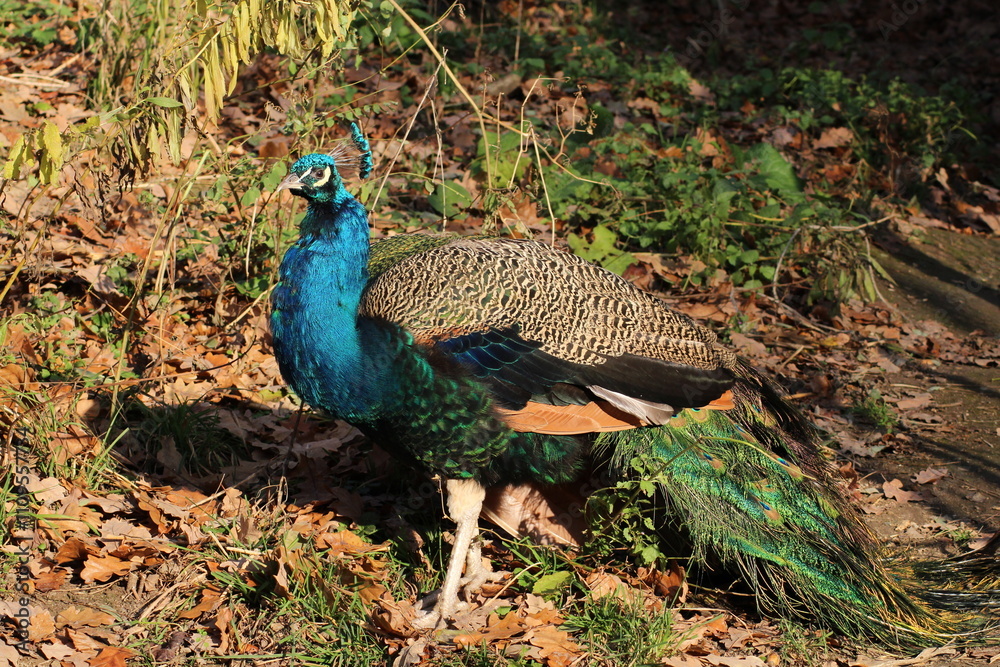 The Java Green Peacock (Pavo muticus) is a stunning bird species native ...