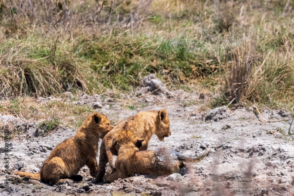 Telephoto of a group of small lion cubs -Panthera Leo- being playful in ...