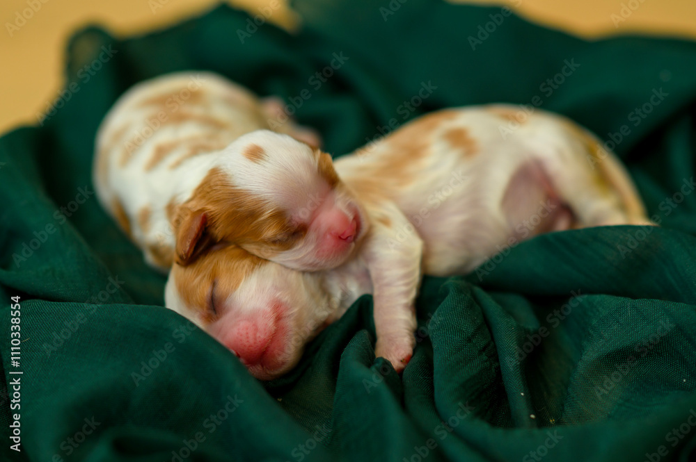 Little cute newborn Cavalier King Charles Spaniel puppies suck milk ...