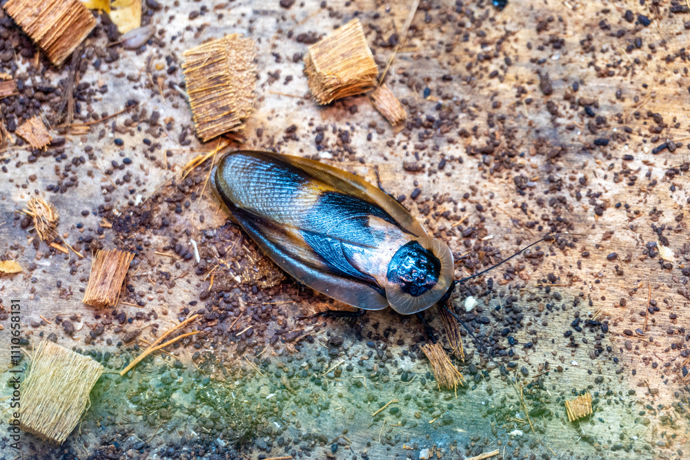 Study of the structure of Blaptica dubia, Dubia roach, also known as ...