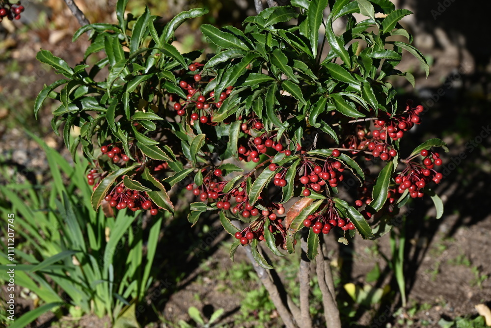 Coral bush ( Ardisia crenata ) berries. Primulaceae evergreen shrub ...