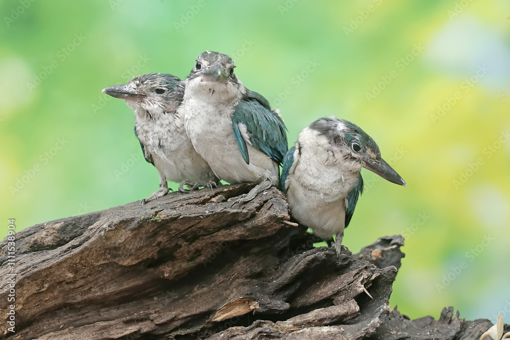 Three young collared kingfishers are hunting small animals on a rotten ...