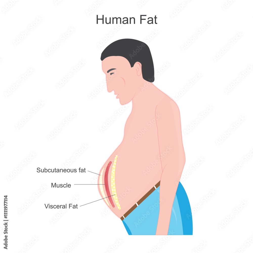 human belly and abdomen fat layer vector illustration on white ...