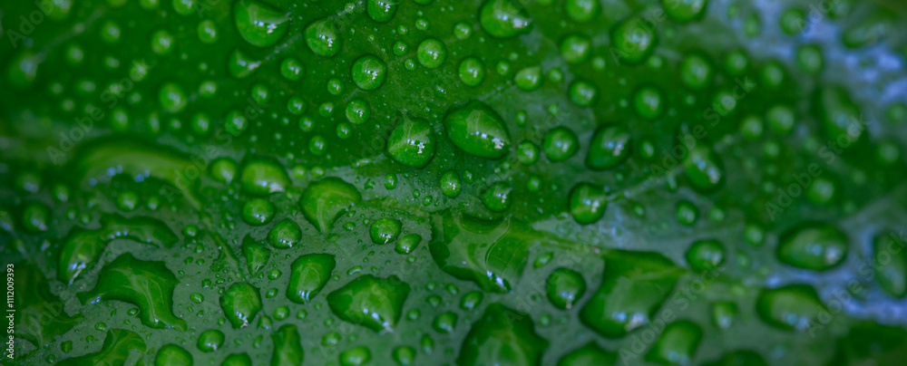natural green leaves and water drop using background cover page ...