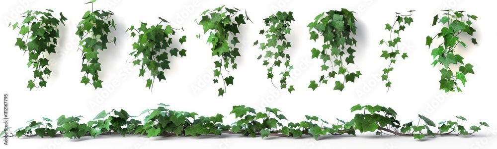 set of realistic climbing ivy plants, isolated on white background, in ...