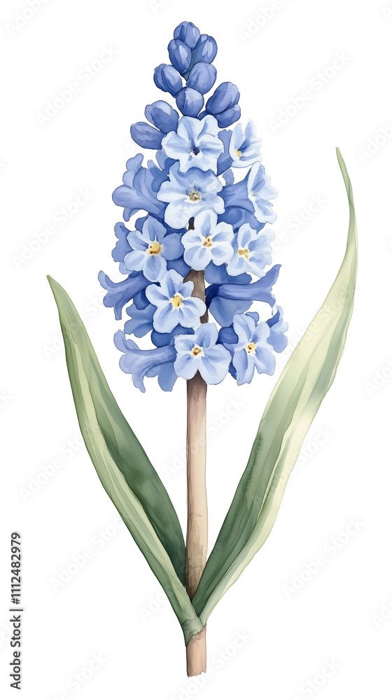 watercolour clipart of a Hyacinth on transparent background Stock ...