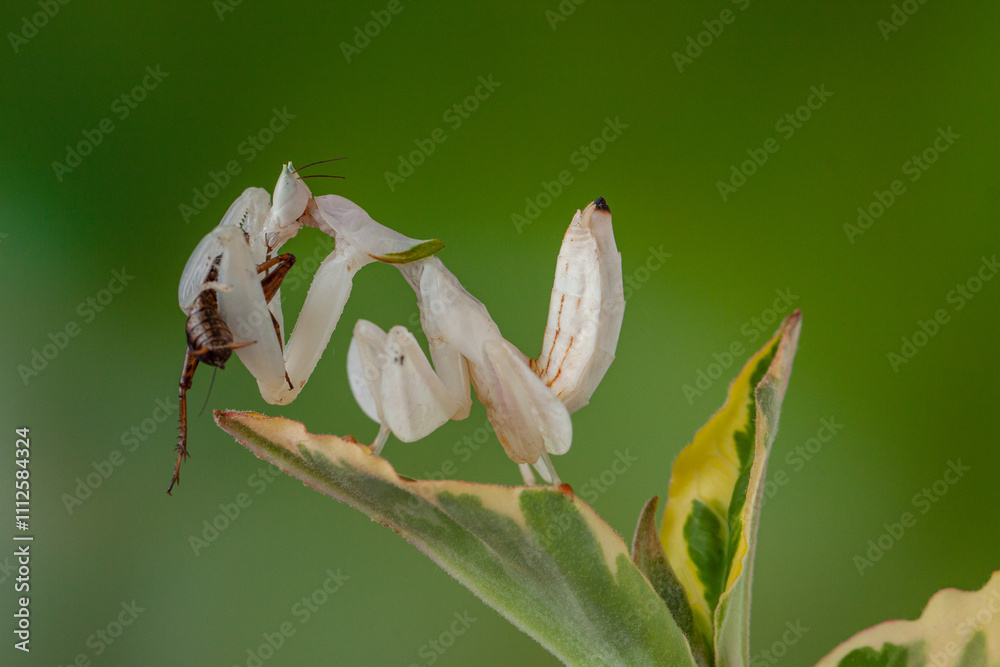Hymenopus coronatus is a mantis from the tropical forests of Southeast ...