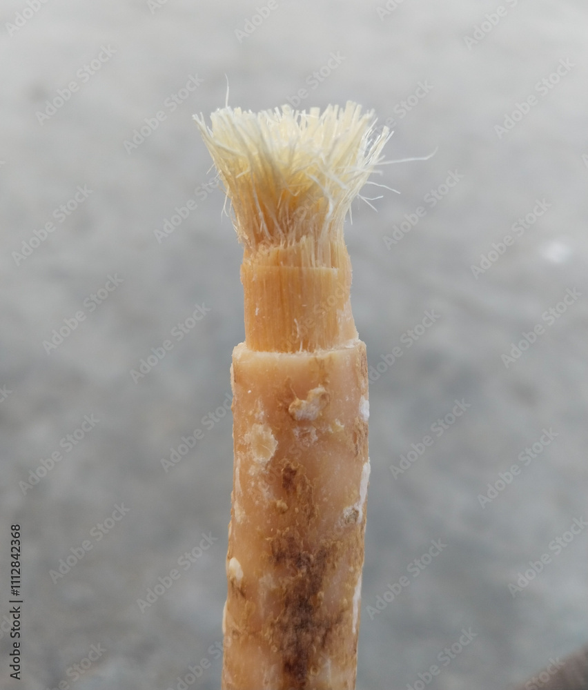 The miswak, miswaak, siwak, sewak, Arabic is a teeth cleaning twig made ...