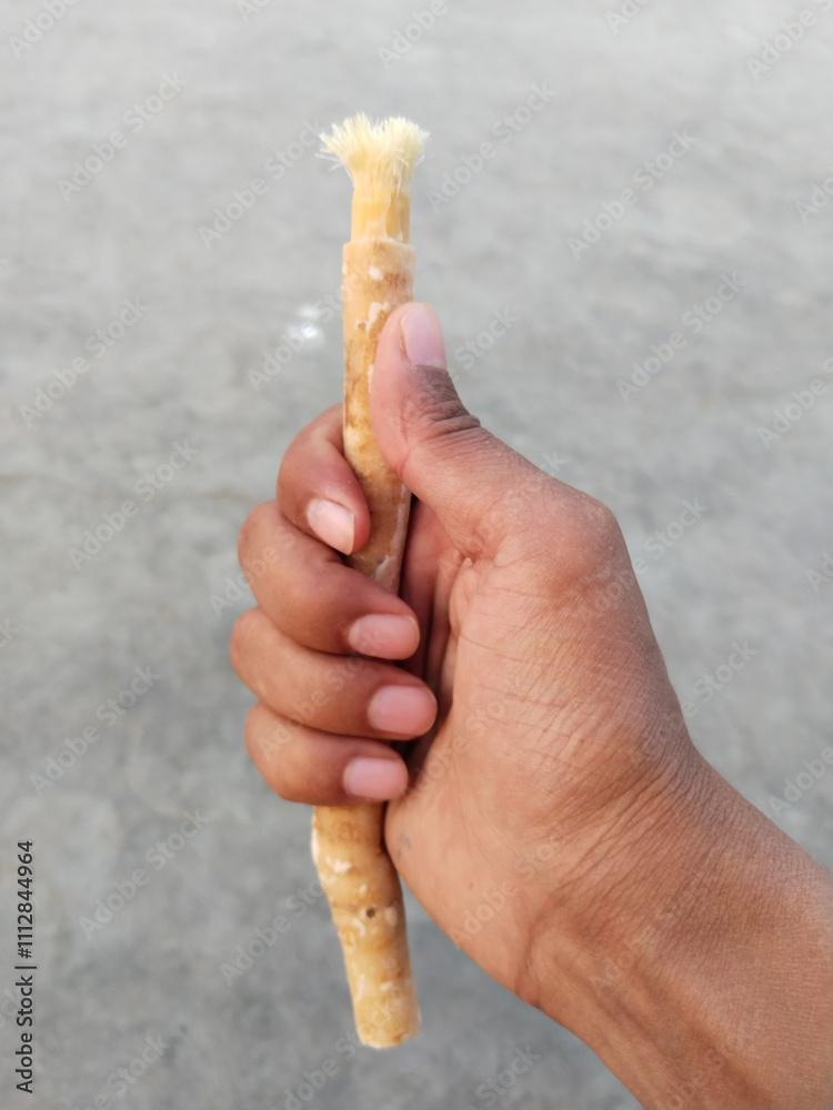 The miswak, miswaak, siwak, sewak, Arabic is a teeth cleaning twig made ...