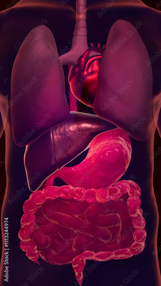 Internal organ scans of the heart, liver, lungs, stomach and intestines ...