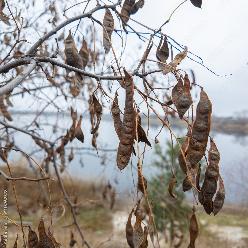 Foto de Stock carob tree. A tree with dangling seedpods. Catalpa. Sword ...