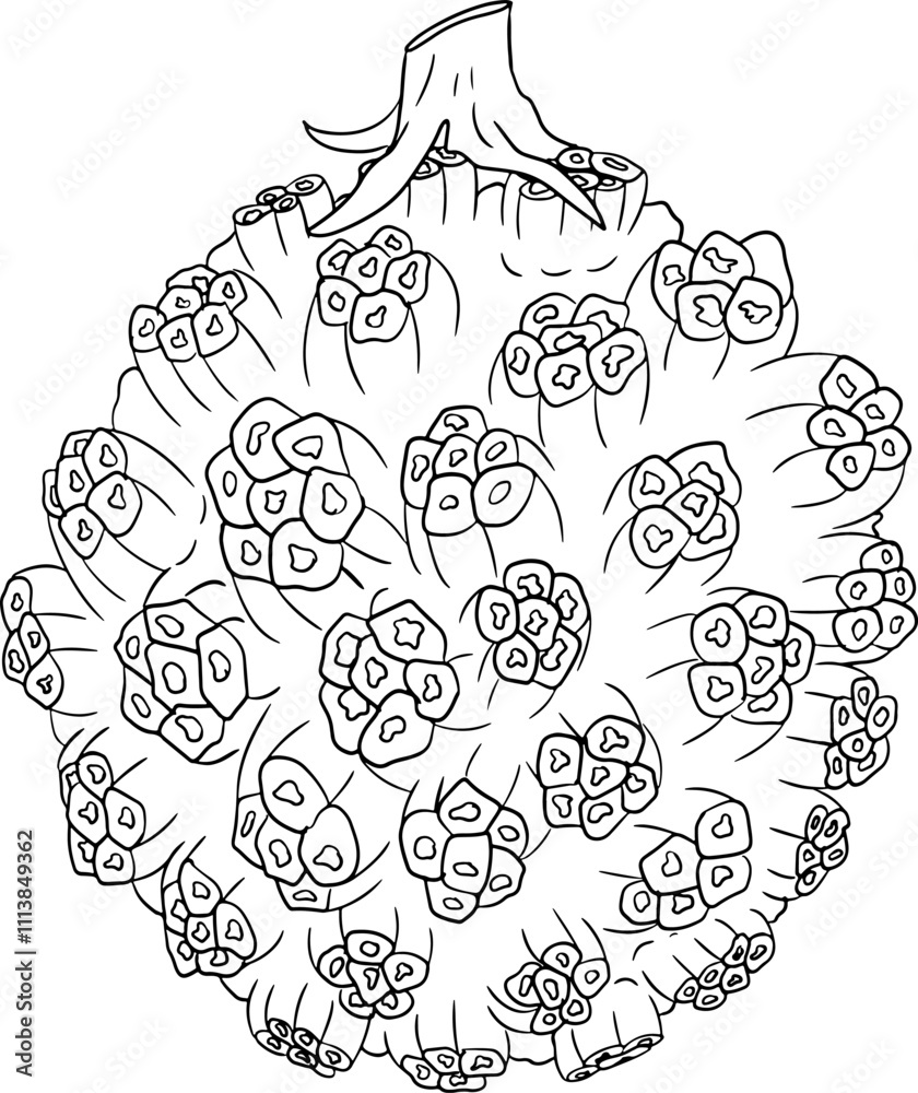 Line Pandan fruit, Sargassum. Hand drawn black and white tropical plant ...