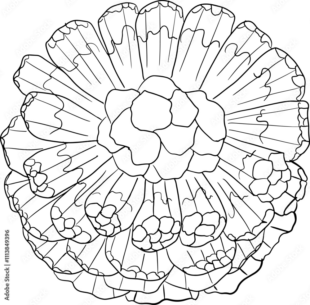 Line Pandan fruit, Sargassum. Hand drawn black and white tropical plant ...