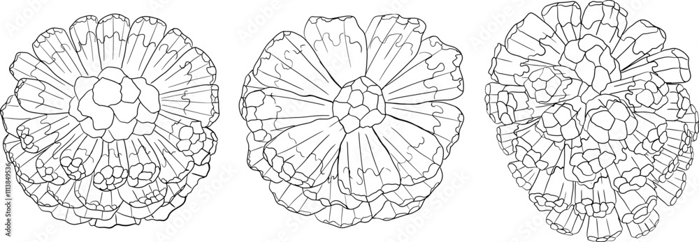 Line Pandan fruit, Sargassum. Hand drawn black and white tropical plant ...