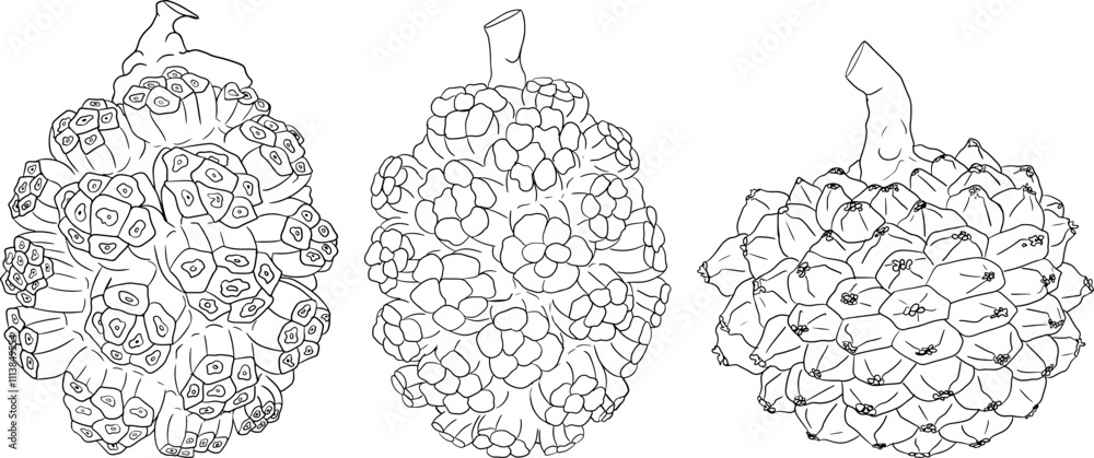 Line Pandan fruit, Sargassum. Hand drawn black and white tropical plant ...