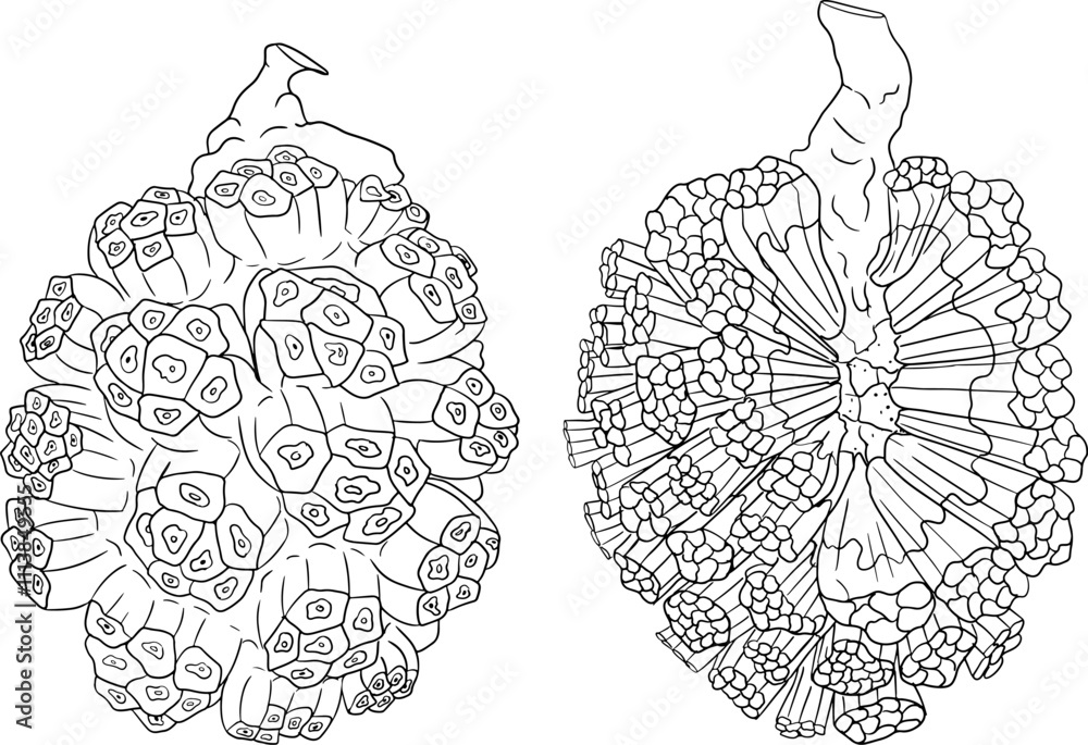 Line Pandan fruit, Sargassum. Hand drawn black and white tropical plant ...