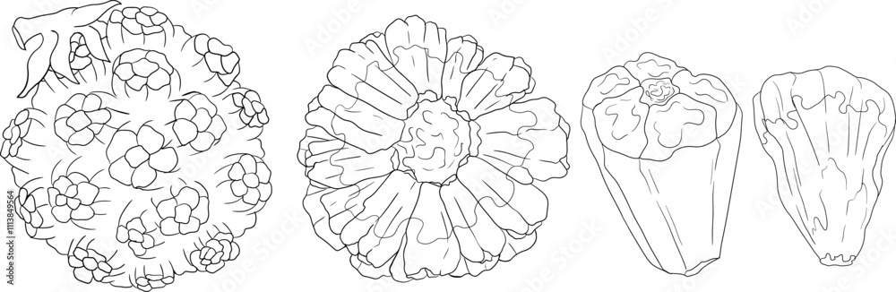 Line Pandan fruit, Sargassum. Hand drawn black and white tropical plant ...