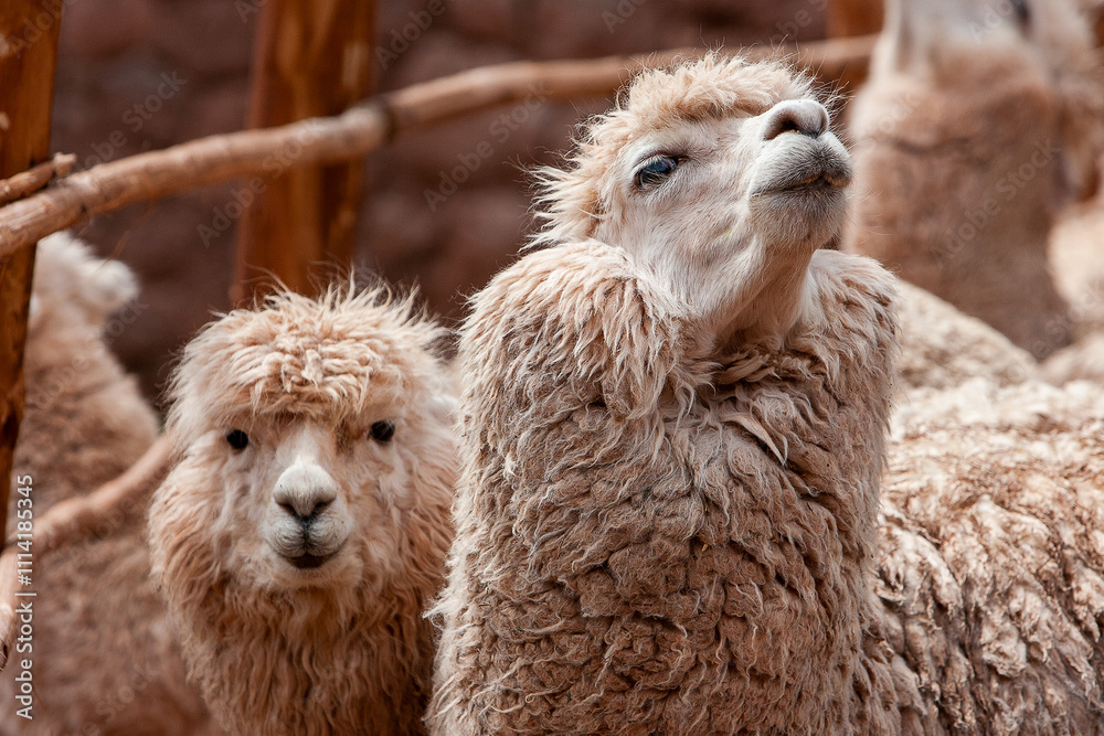 Llamas are domesticated animals that have been used by Andean cultures ...
