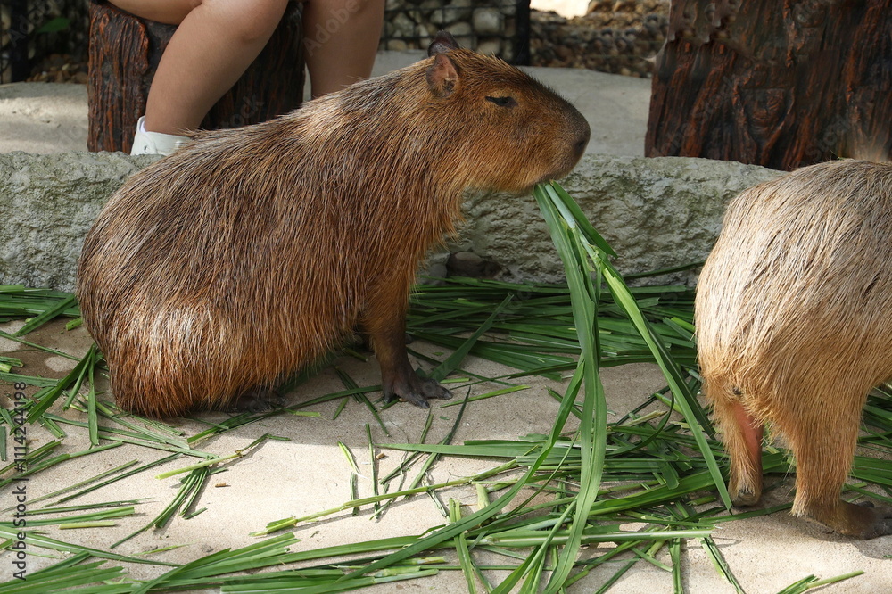 Tourists give green grass to capybaras. Capybara lying down and eating ...