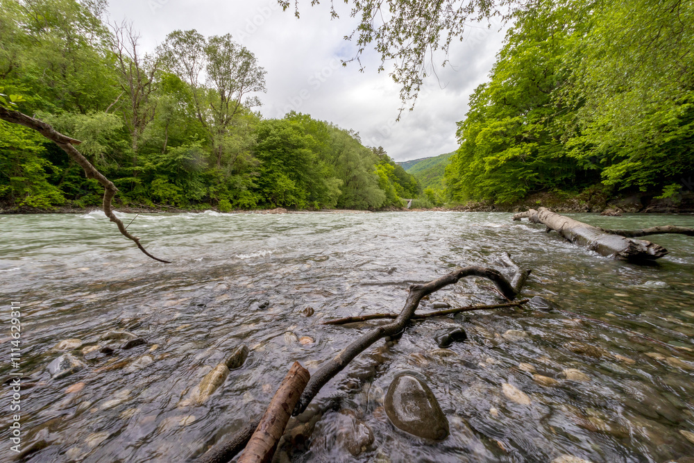 nature park , spring mood,cloudy day, walk through the forest and ...