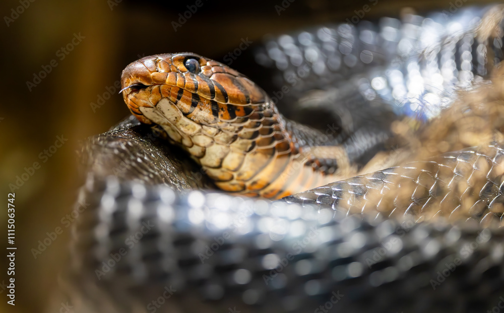 Eastern Indigo Snake at in a zoo herpetarium. Primarily found in ...