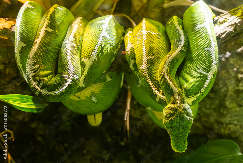 Emerald Tree Boa coiled around tree branch in a zoo herpetarium. Native ...