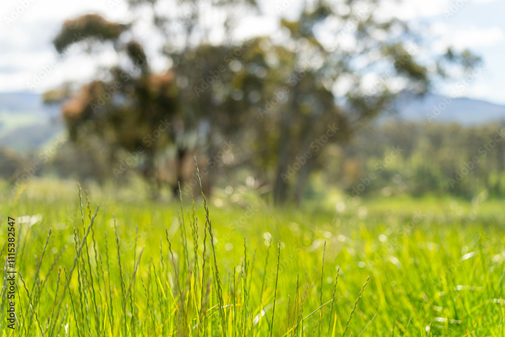 long native grasses on a regenerative agricultural farm. pasture in a ...
