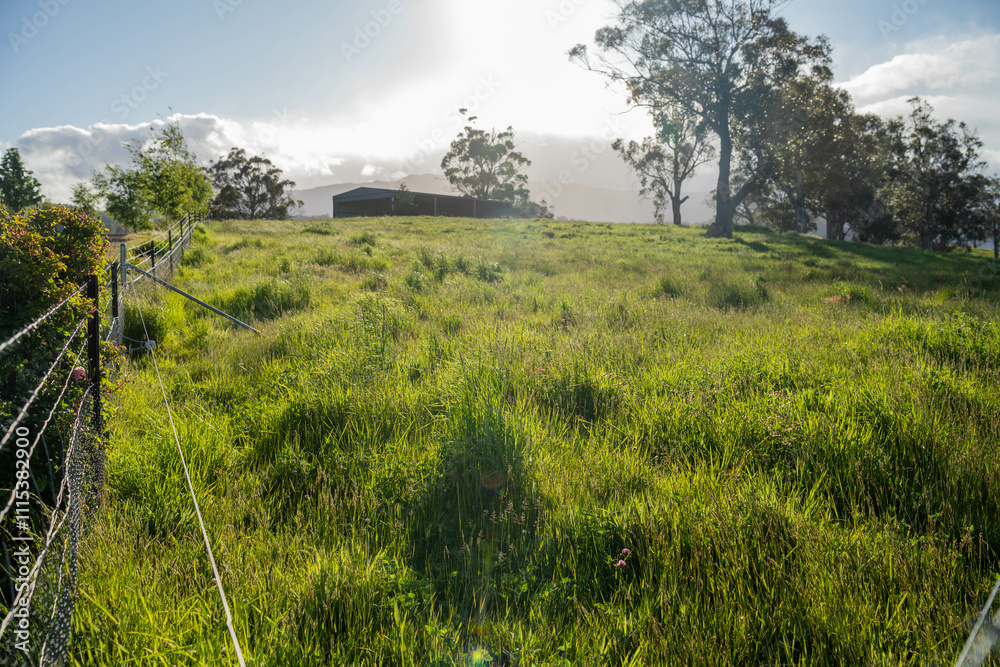 long native grasses on a regenerative agricultural farm. pasture in a ...
