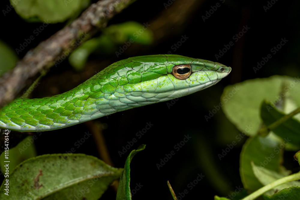 Ahaetulla perroteti, commonly known as the bronze-headed vine snake or ...