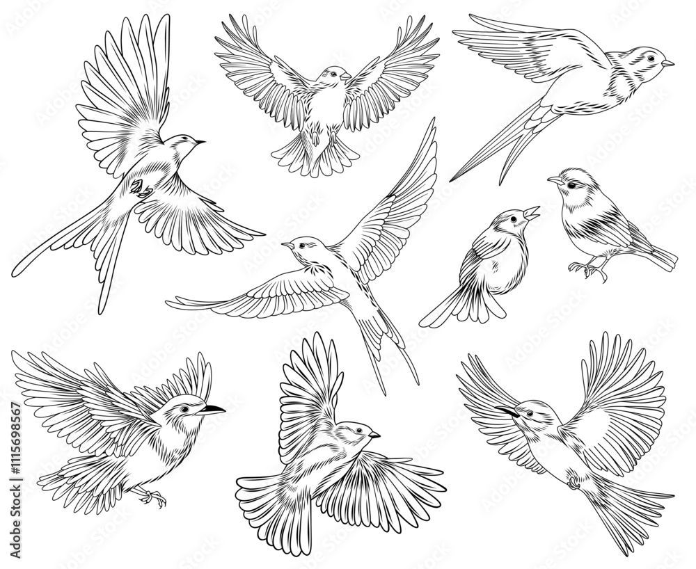 Set of line drawing birds (swallow, sparrow, jay), vector animal hand ...