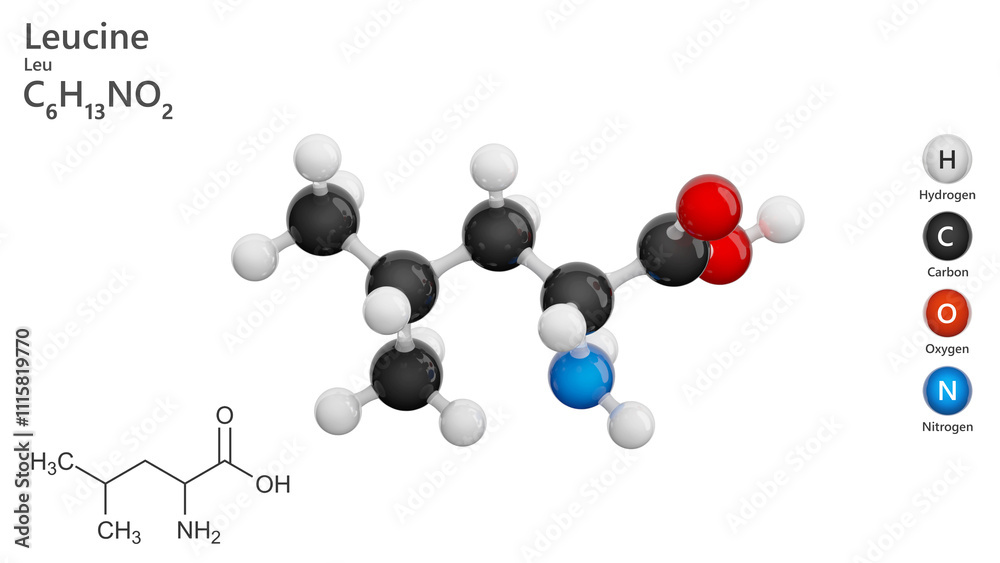 Molecule: Leucine (Leu or L). Essential amino acid. Molecular structure ...