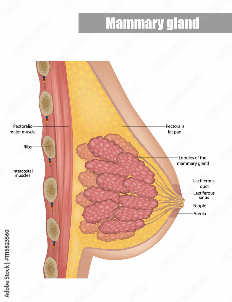 Ilustración de Stock Breast Tissue Layers with Labeled Anatomy. Mammary Gland Cross-Section for ...