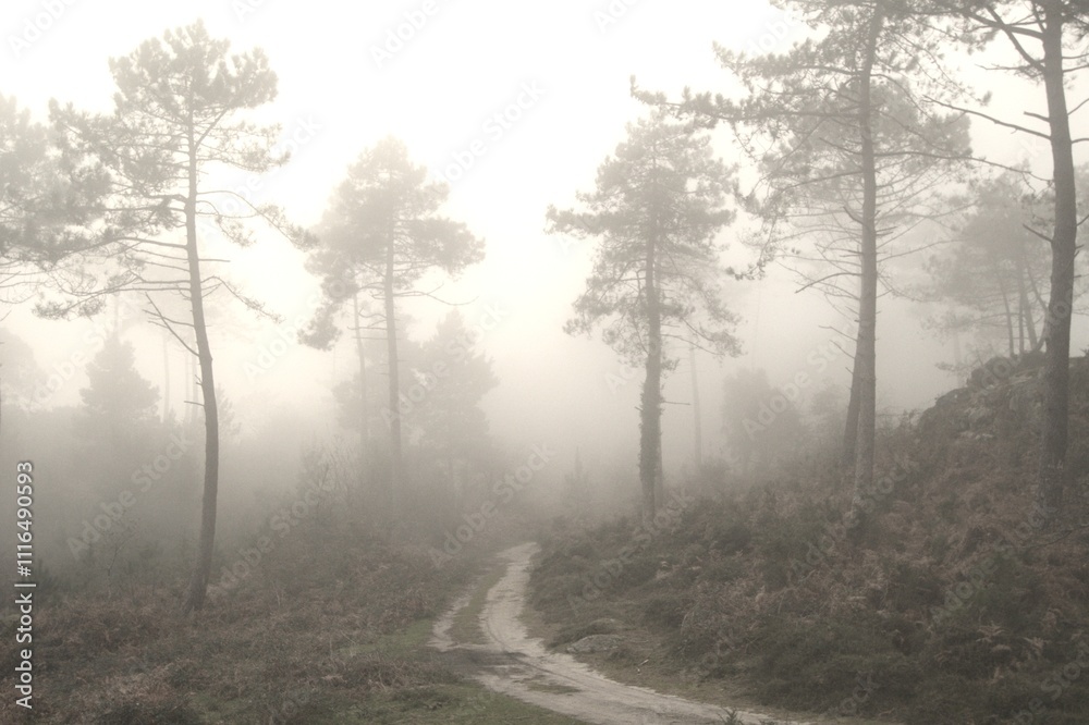 The image shows a foggy forest scene with prominent trees and a path ...