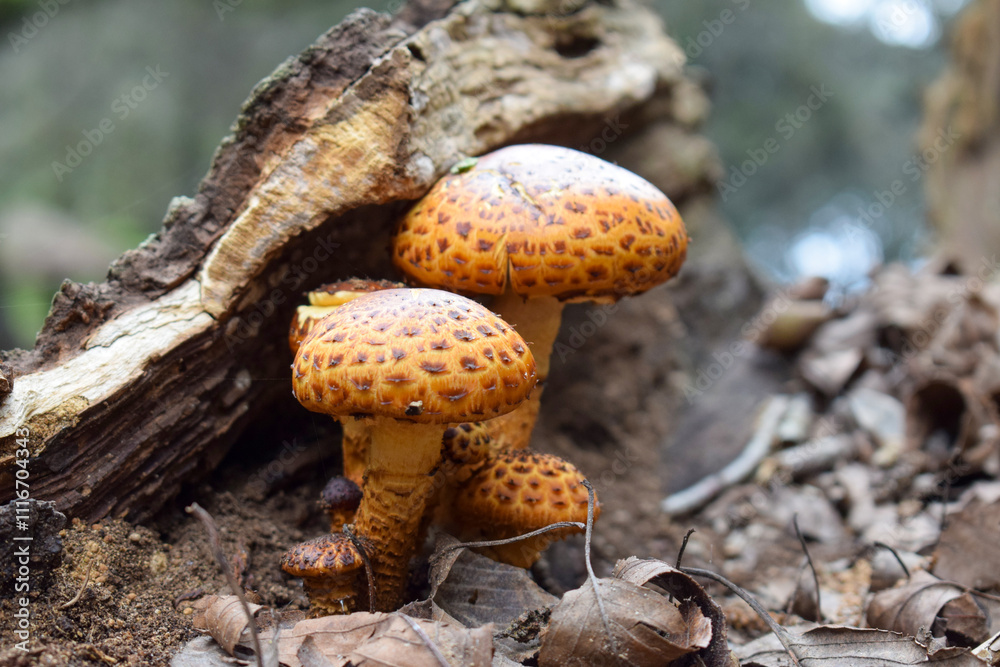 Hongos silvestres de sombrero beige, de textura moteada y forma ...