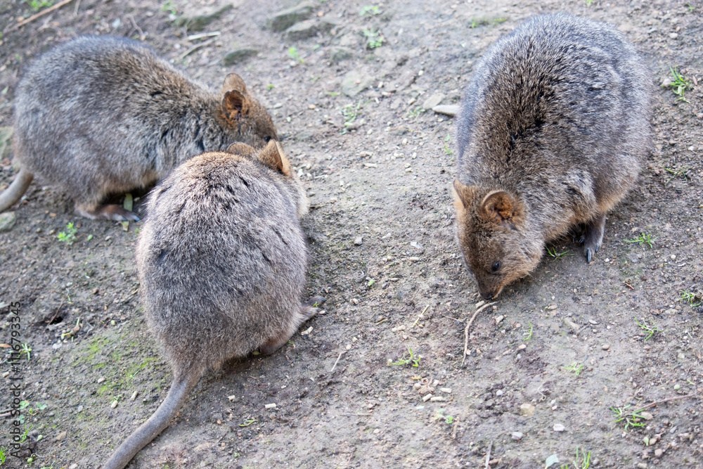 The Quokka is a small wallaby with thick, coarse, grey-brown fur with ...